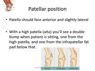 Knee-Biomechanics.pptx