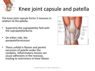 Knee-Biomechanics.pptx