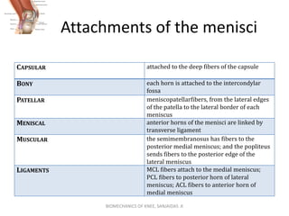 Knee-Biomechanics.pptx