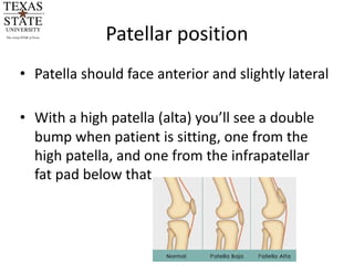 Knee-Biomechanics.pptx.pdf it is easy and useful . | PPT