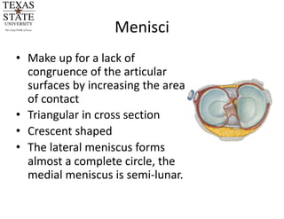 Knee-Biomechanics.pptx.pdf it is easy and useful . | PPT