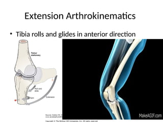 Knee-Biomechanics.pptx screw home mecahnism | PPTX