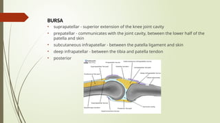 Anatomy of knee: presented by DR SHLIPI JHA MD RADIODIAGNOSIS | PPTX