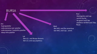 ACL anterior crucitae ligament anamtomy and physical therapy | PPT