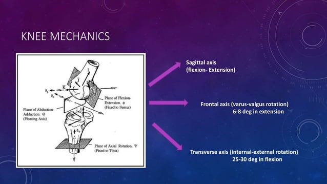 ACL anterior crucitae ligament anamtomy and physical therapy | PPT ...