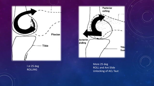 ACL anterior crucitae ligament anamtomy and physical therapy | PPT ...