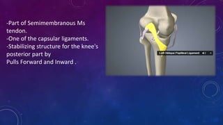 ACL anterior crucitae ligament anamtomy and physical therapy | PPTX