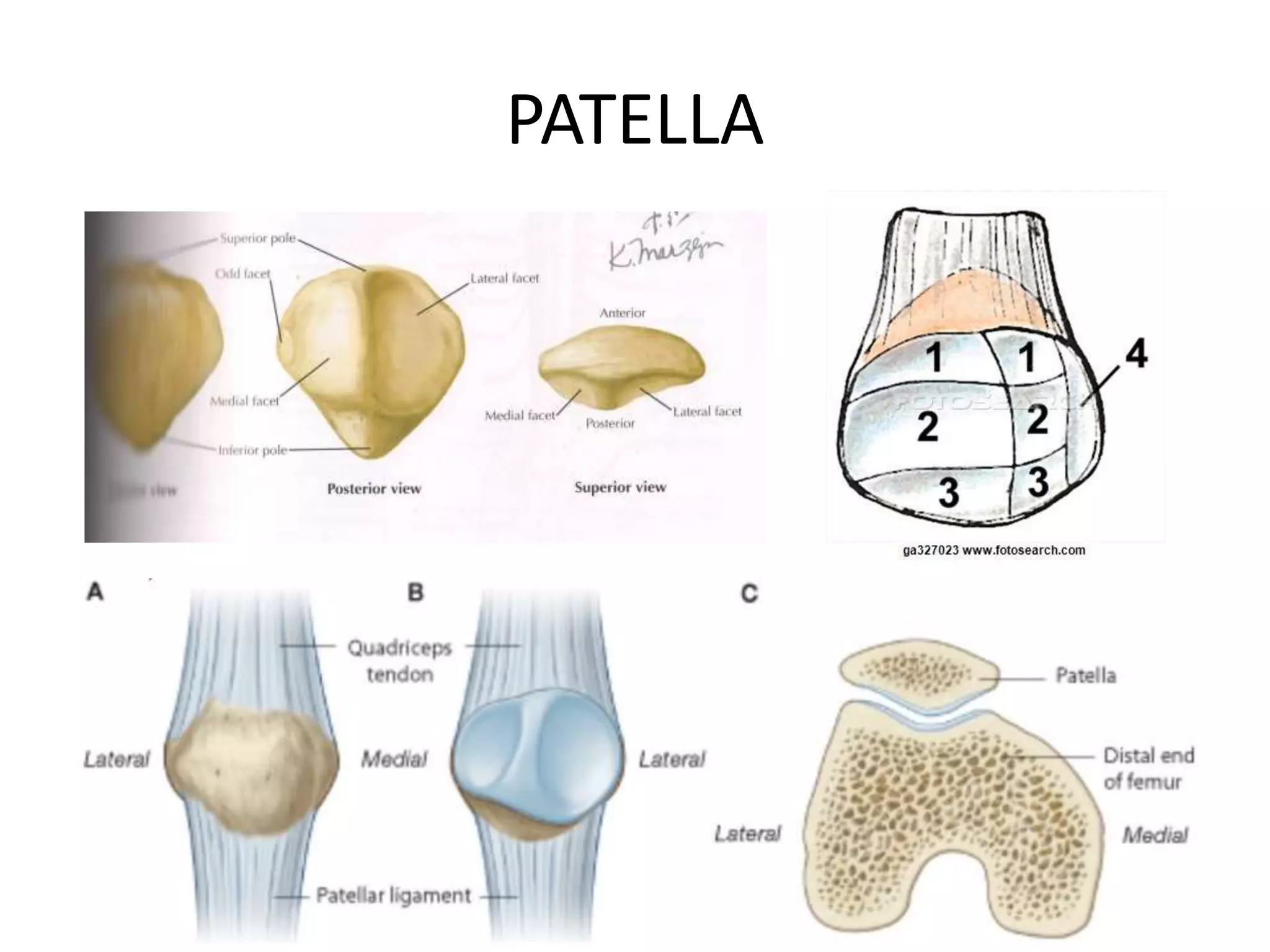 kneeanatomy-140617091721-phpapp01.pdf