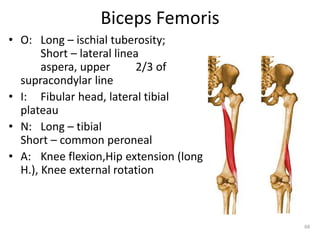 kneeanatomy-140617091721-phpapp01.pdf