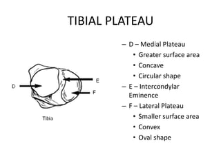kneeanatomy-140617091721-phpapp01.pdf