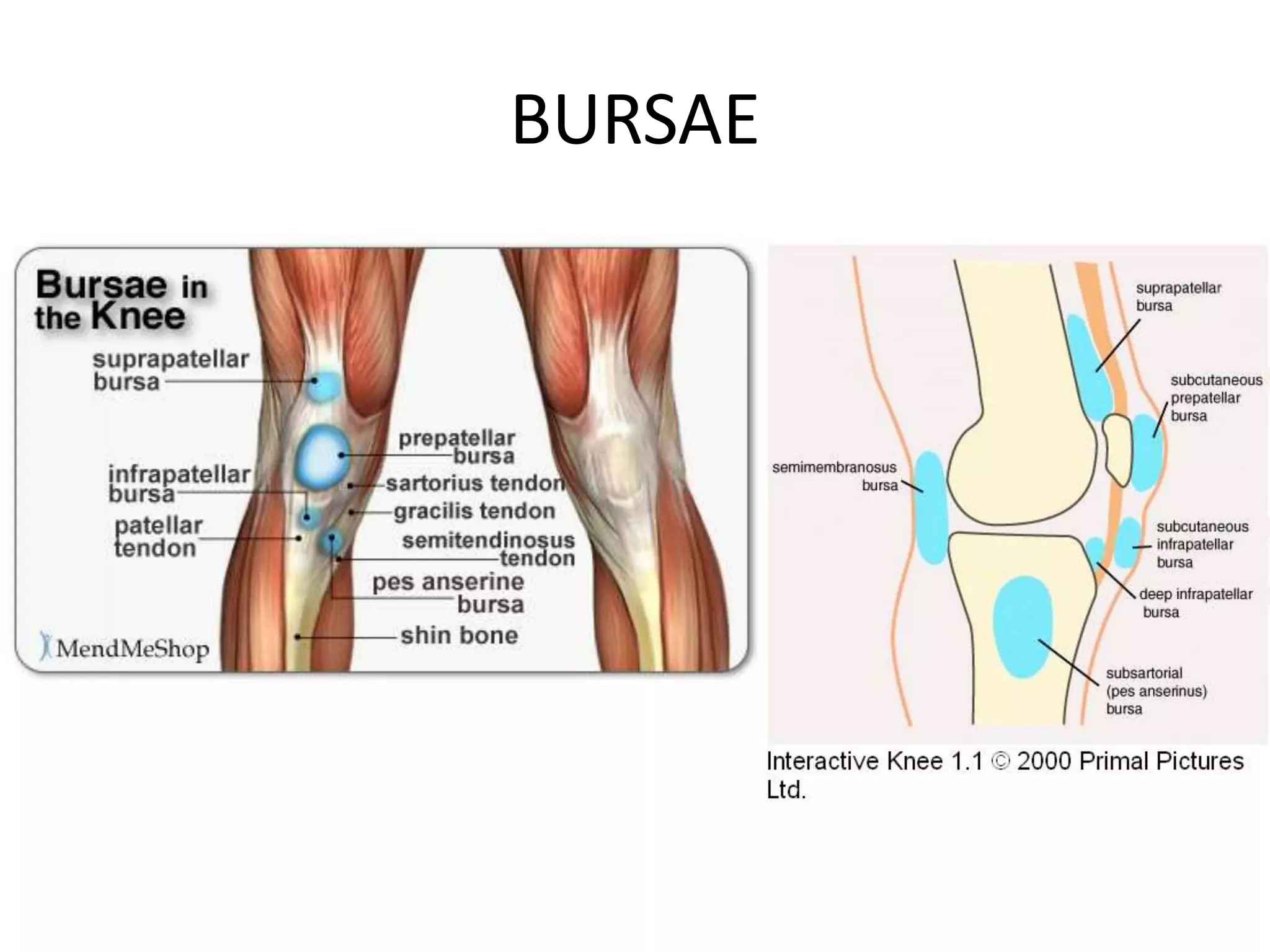 Knee Joint Anatomy | PPTX