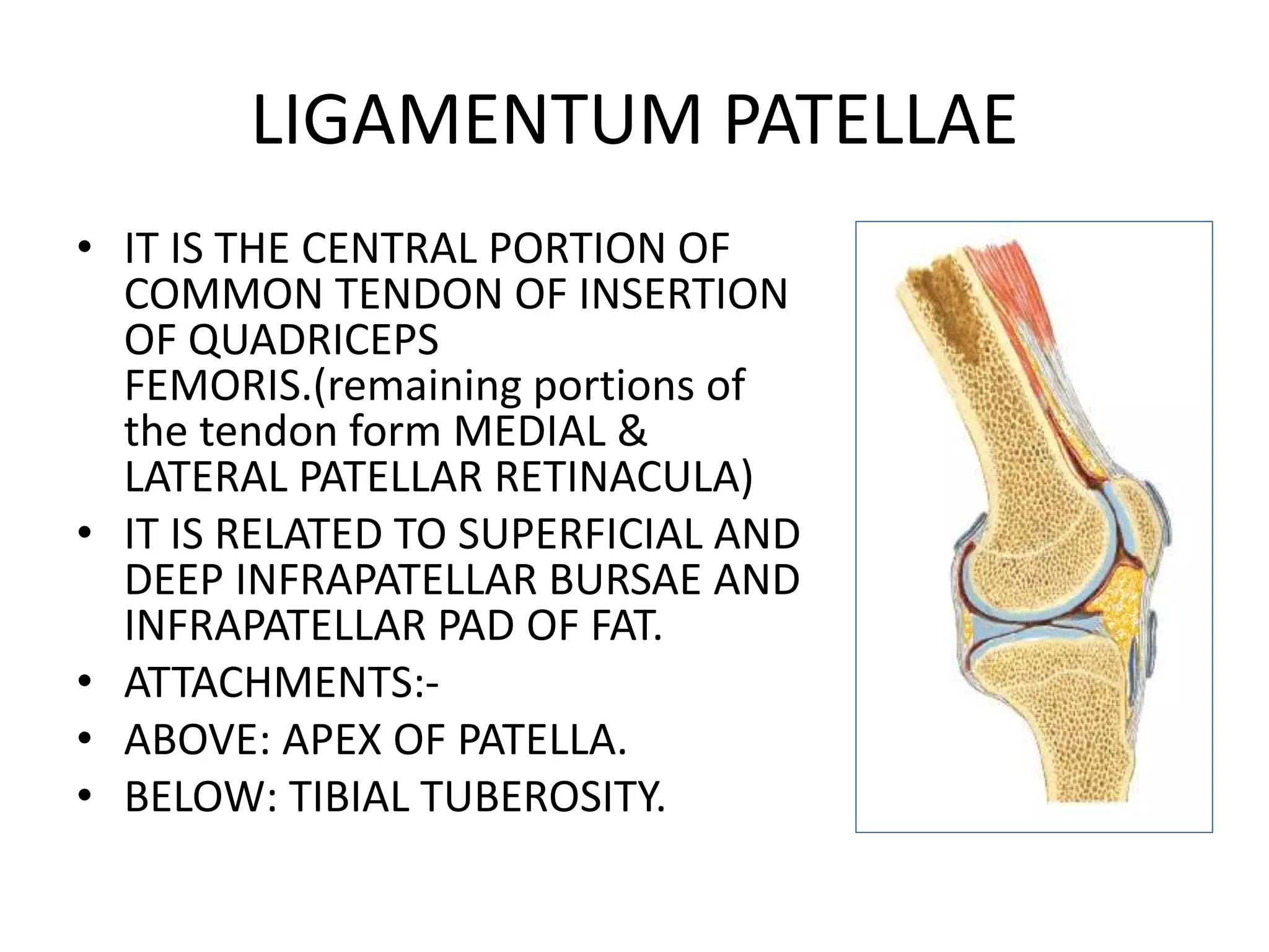 Knee Joint Anatomy | PPTX