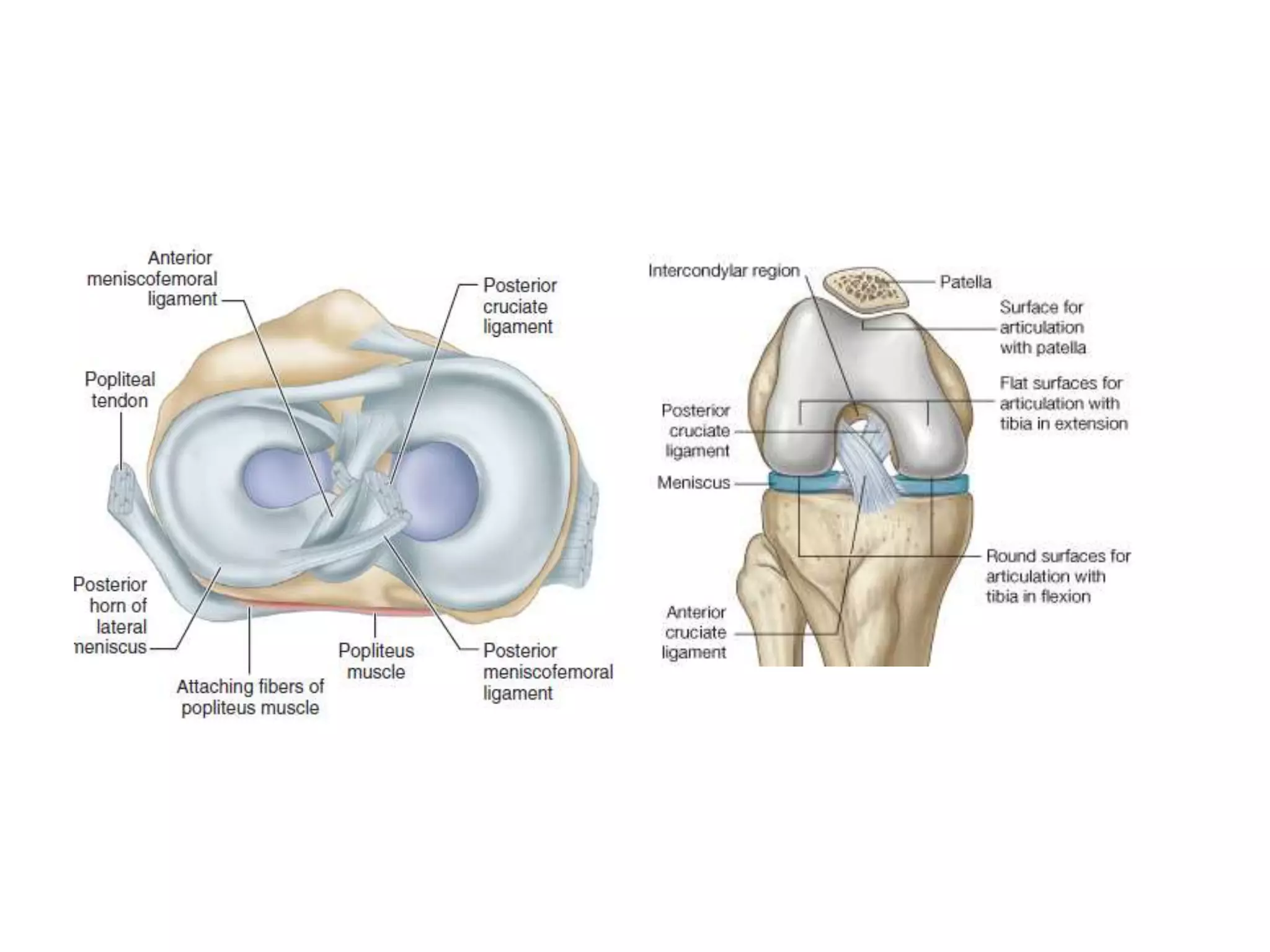 Knee Joint Anatomy | PPTX