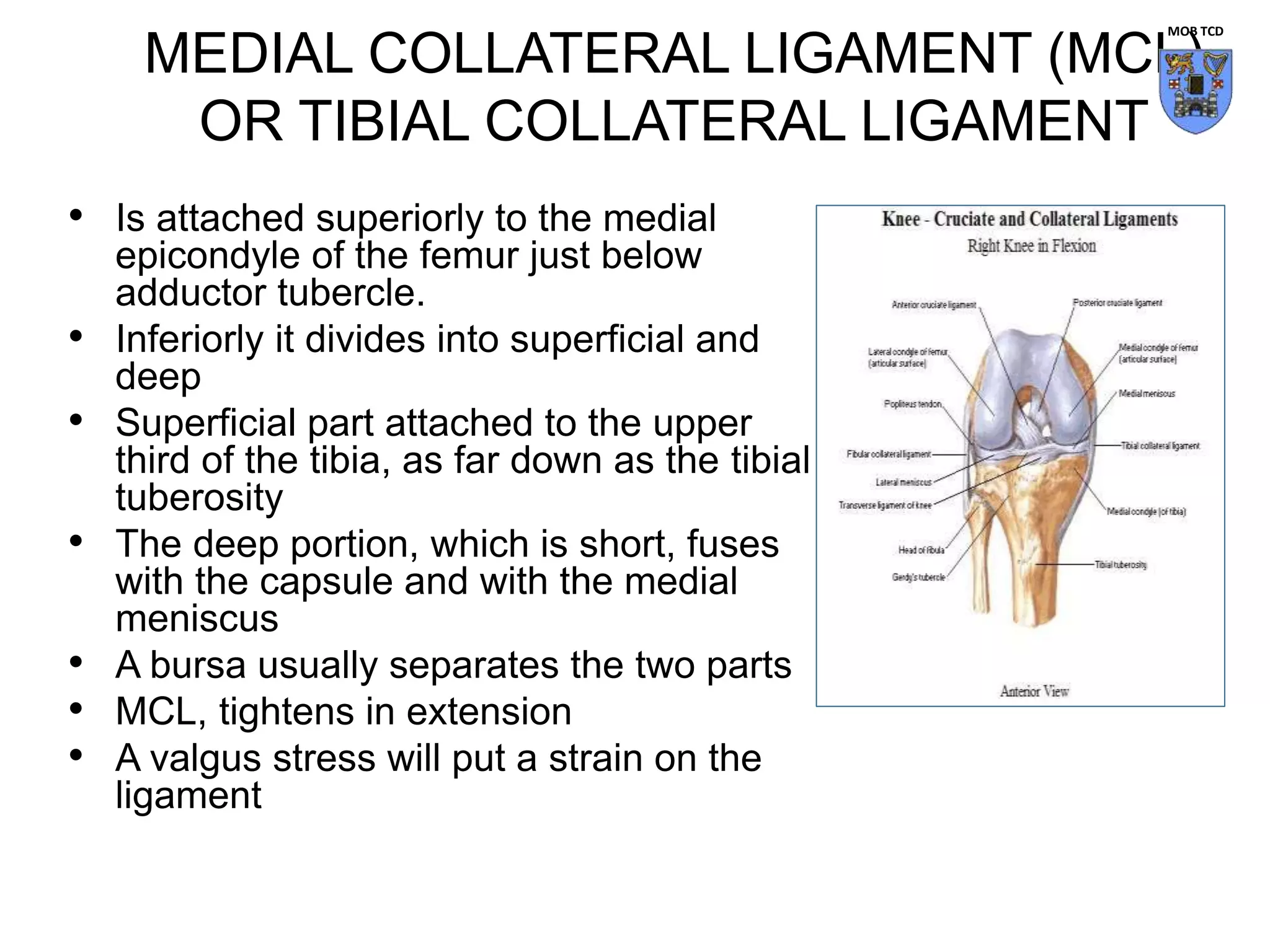 Knee Joint Anatomy | PPTX