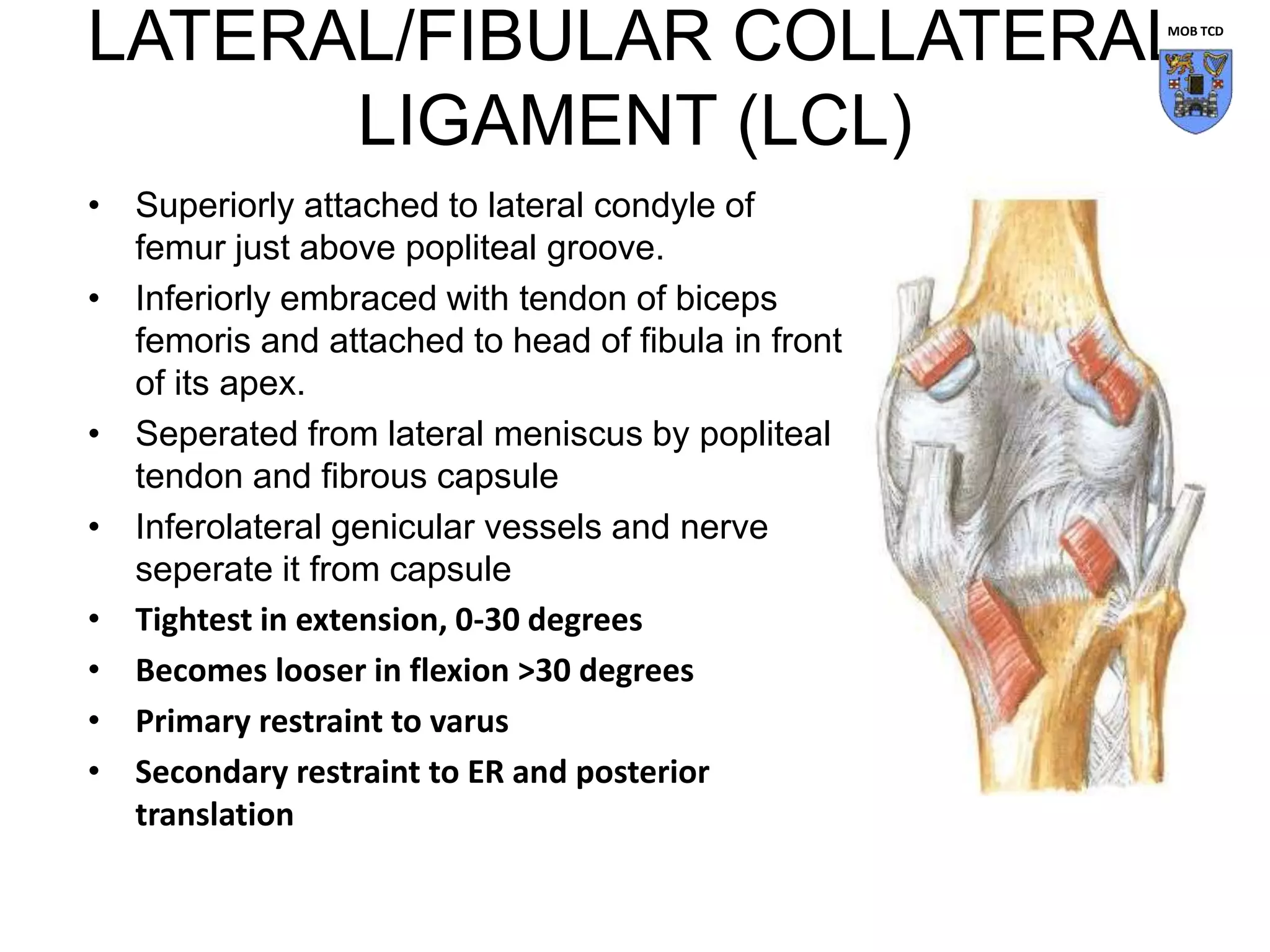 Knee Joint Anatomy | PPTX