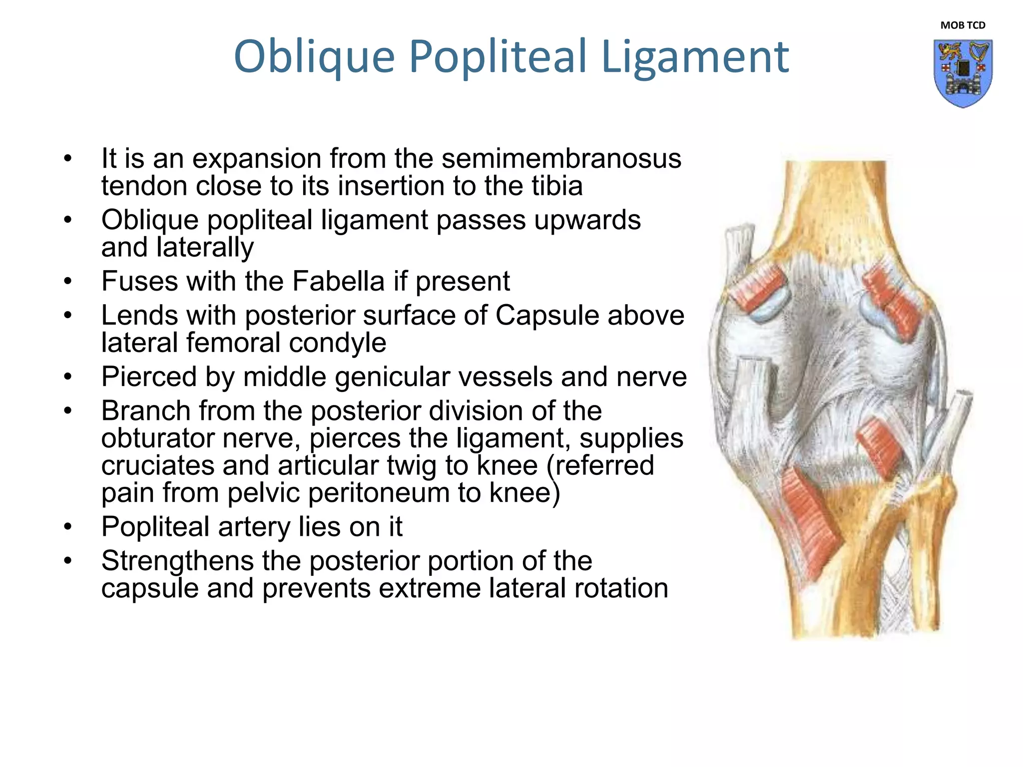 Knee Joint Anatomy | PPTX