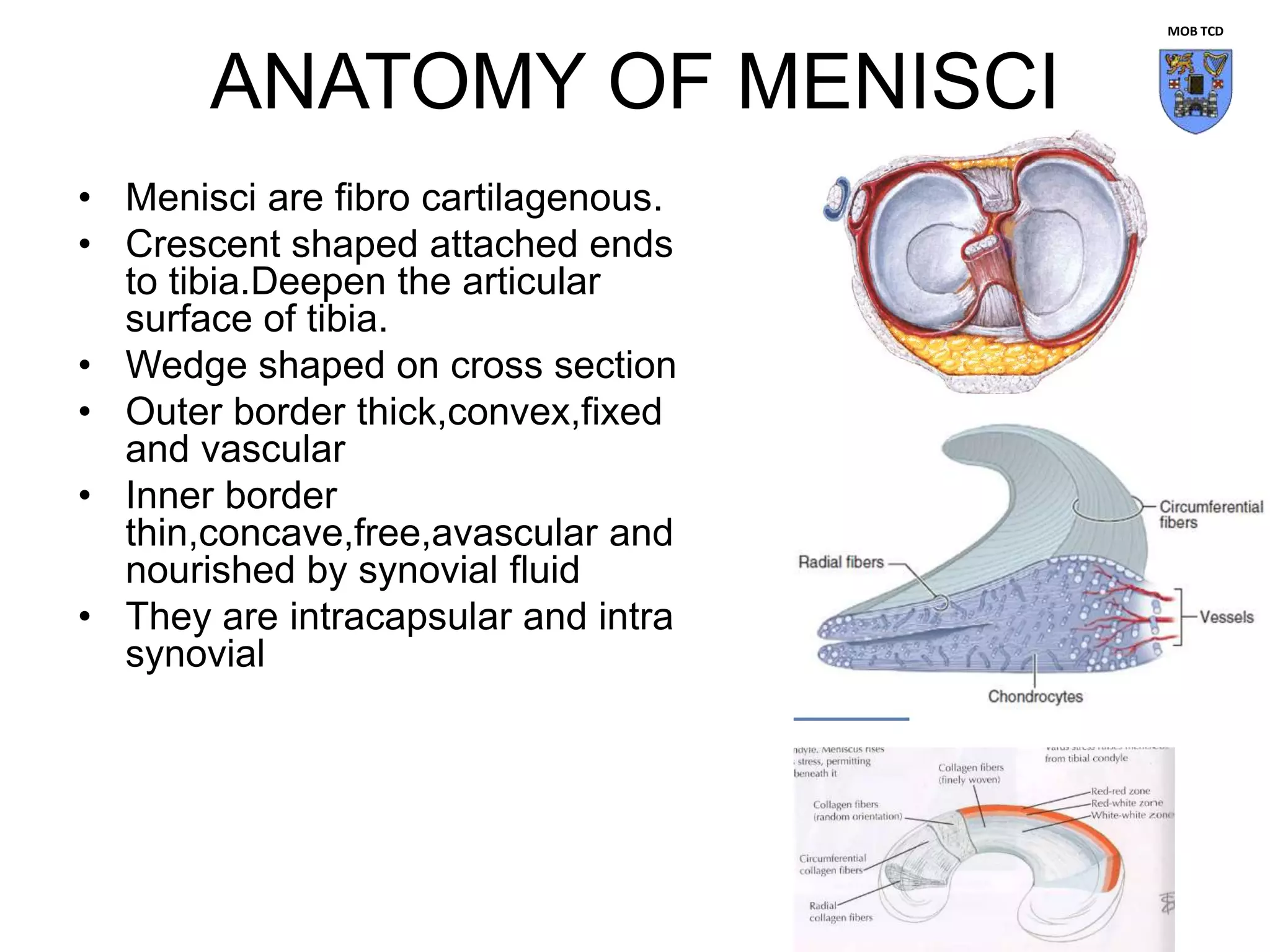 Knee Joint Anatomy | PPTX