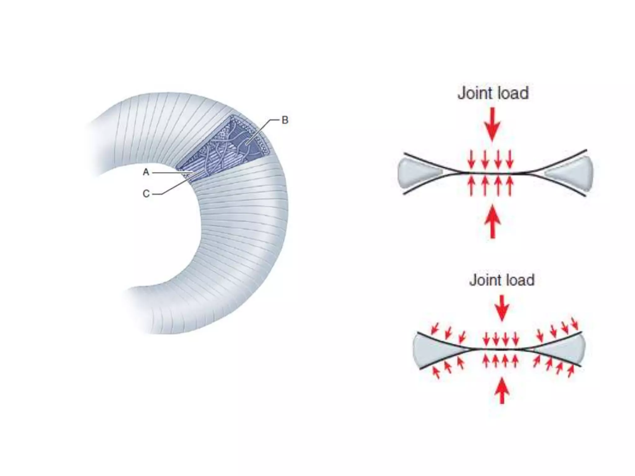 Knee Joint Anatomy | PPTX