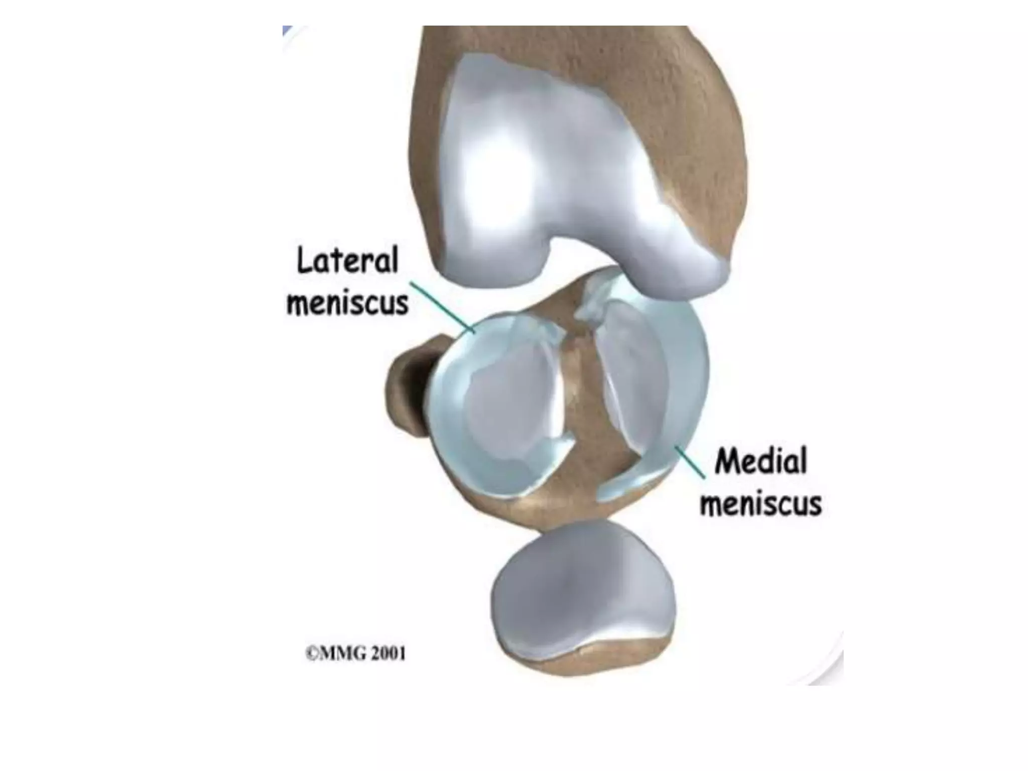 Knee Joint Anatomy | PPTX