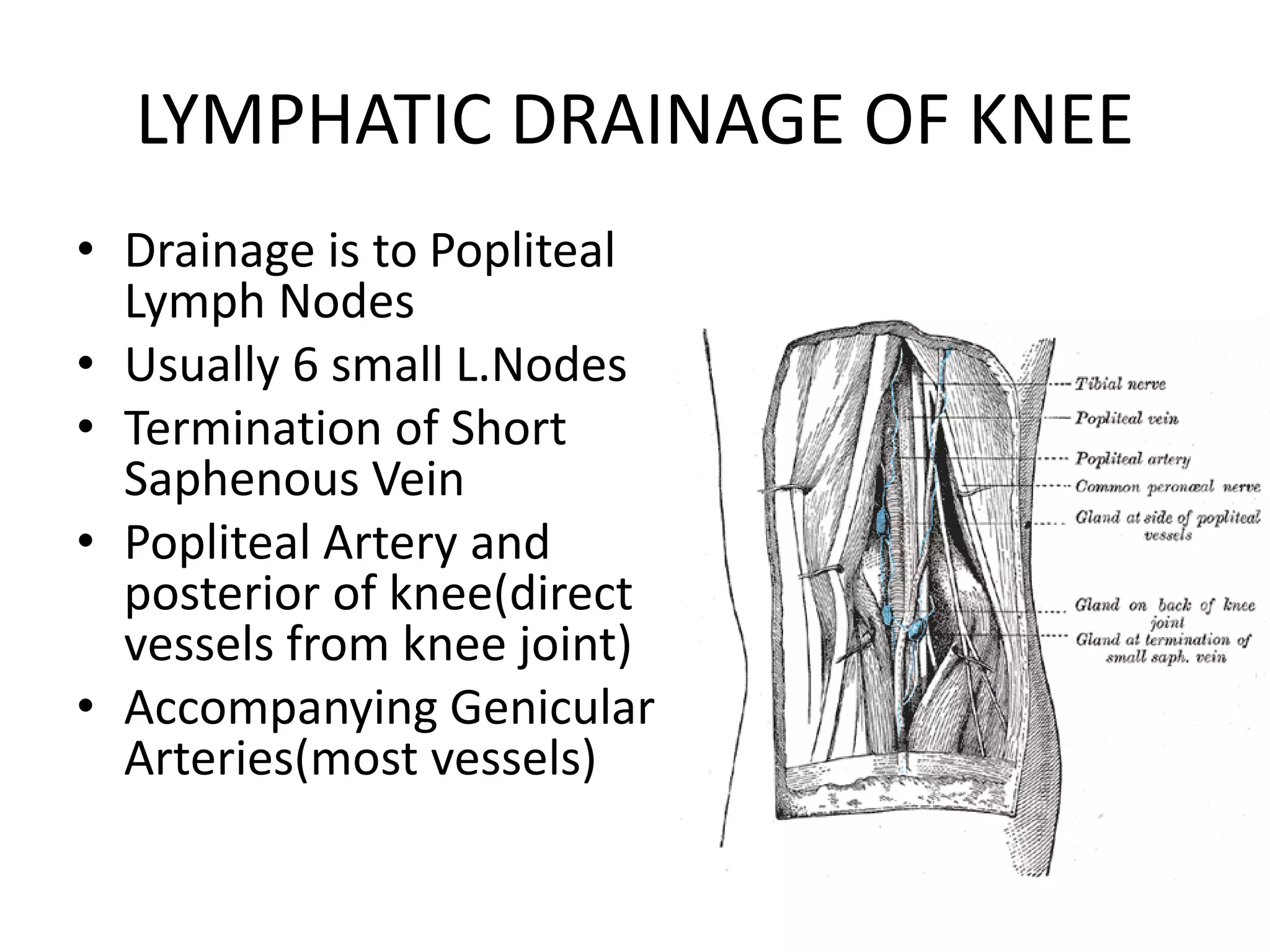 Knee Joint Anatomy | PPTX