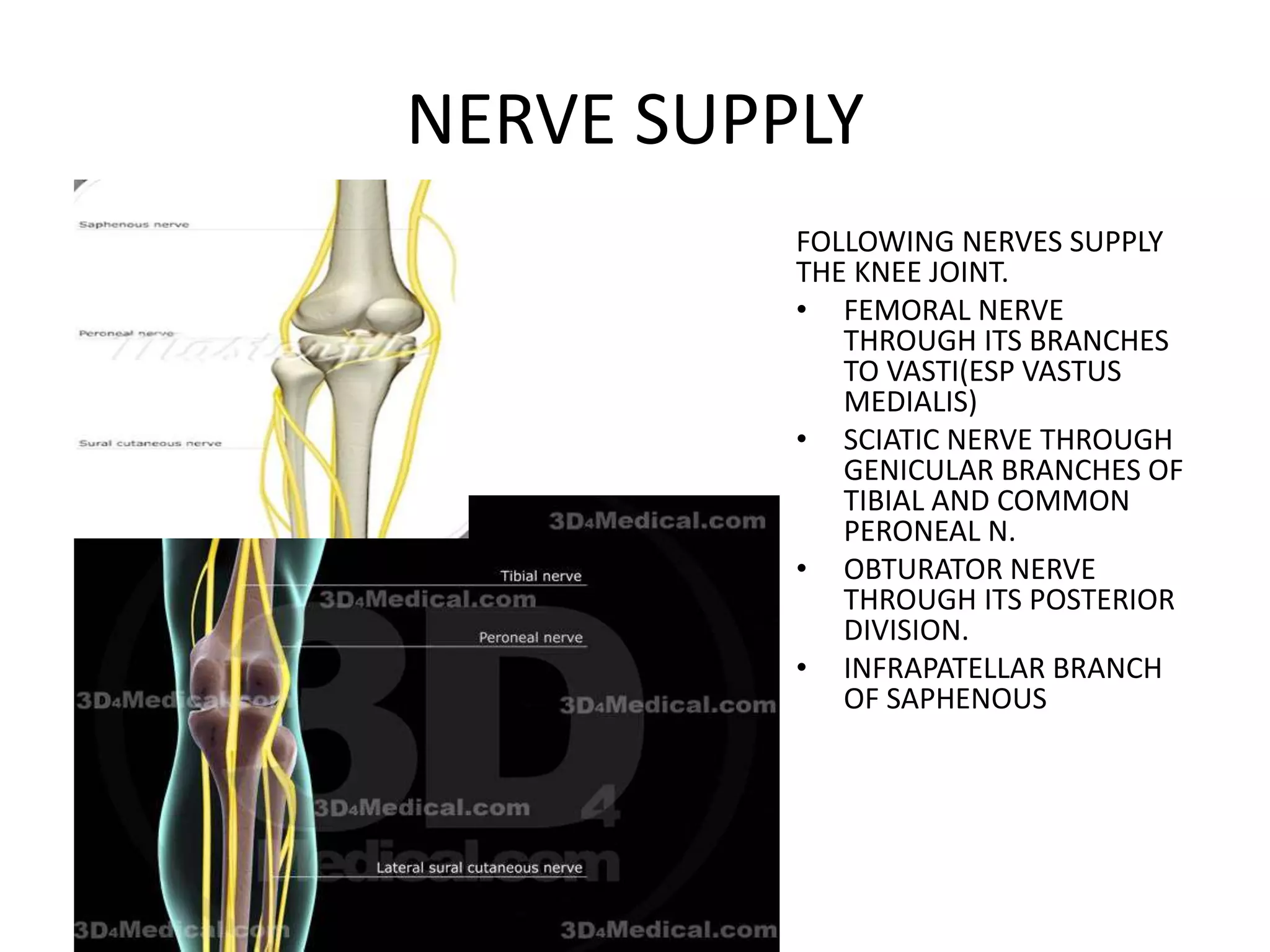 Knee Joint Anatomy | PPTX