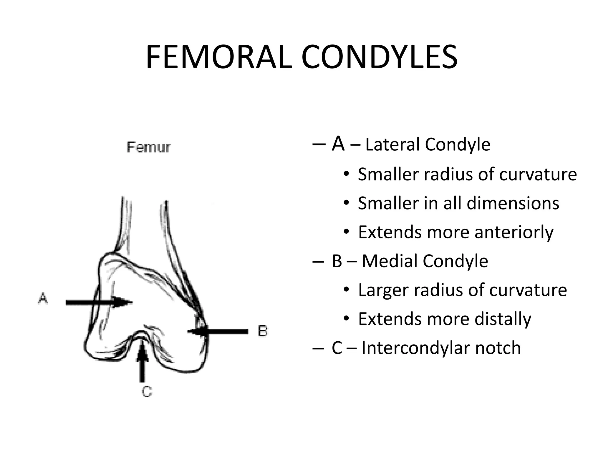 Knee Joint Anatomy | PPTX