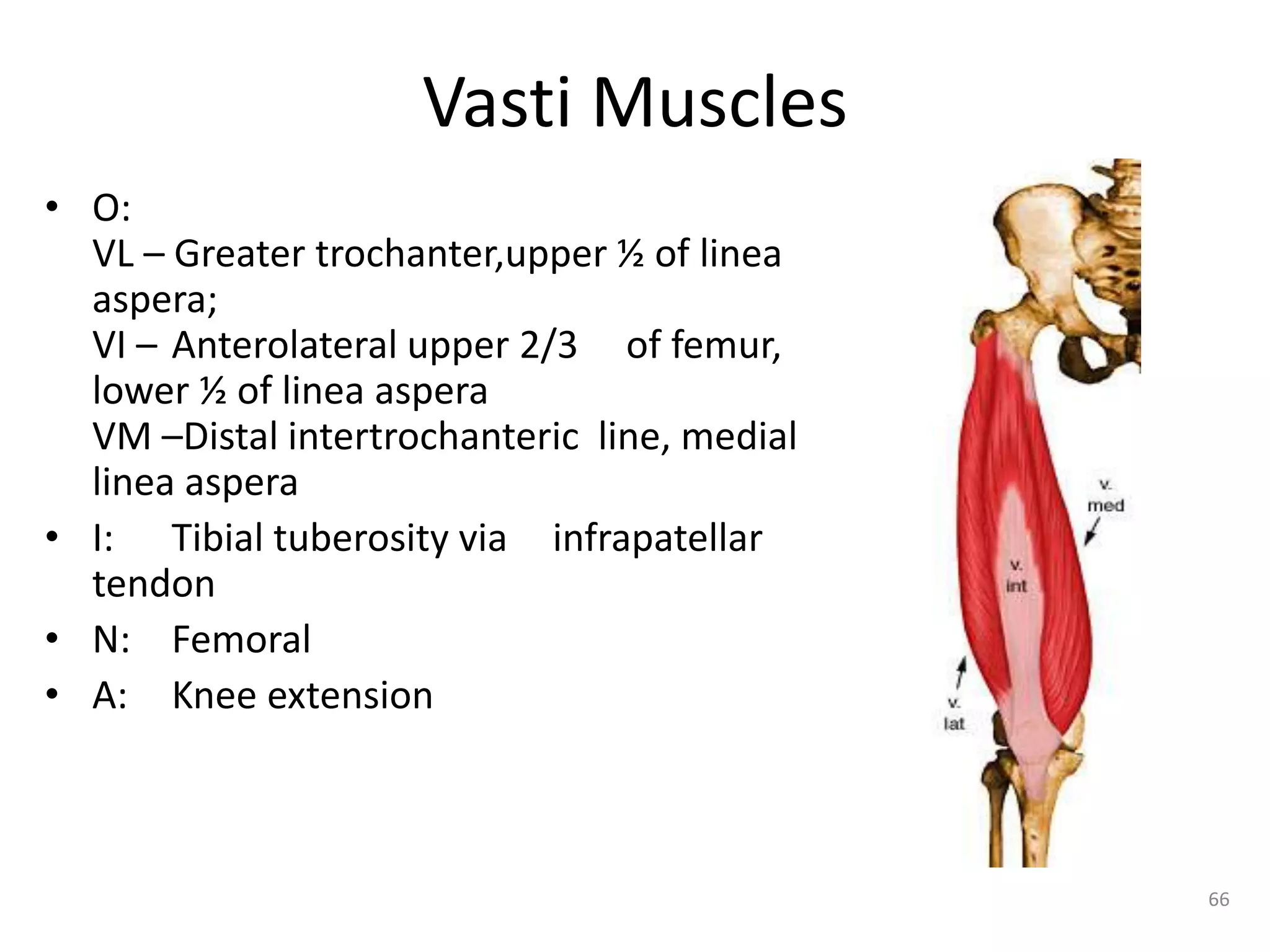 Knee Joint Anatomy | PPTX
