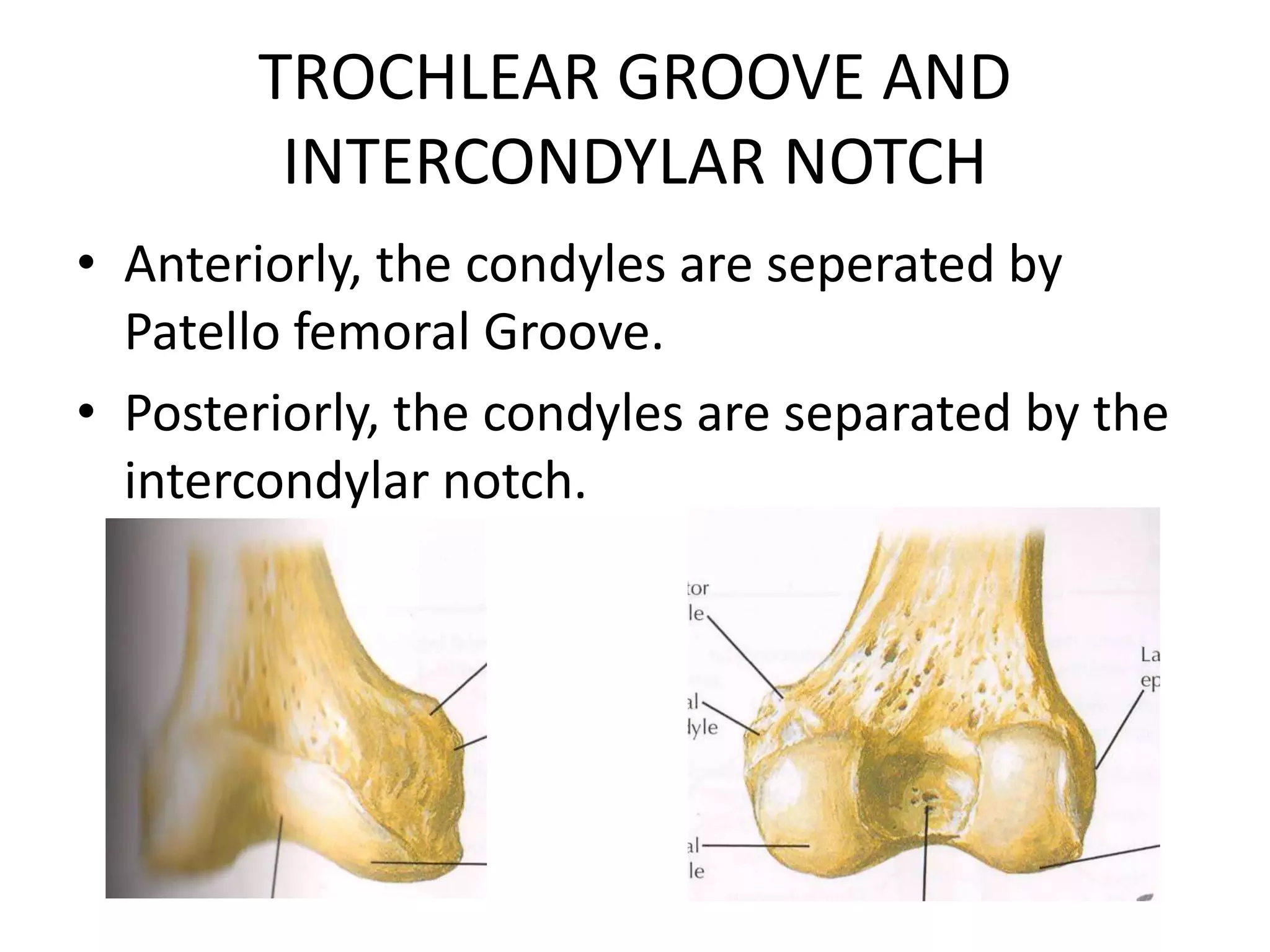 Knee Joint Anatomy | PPTX