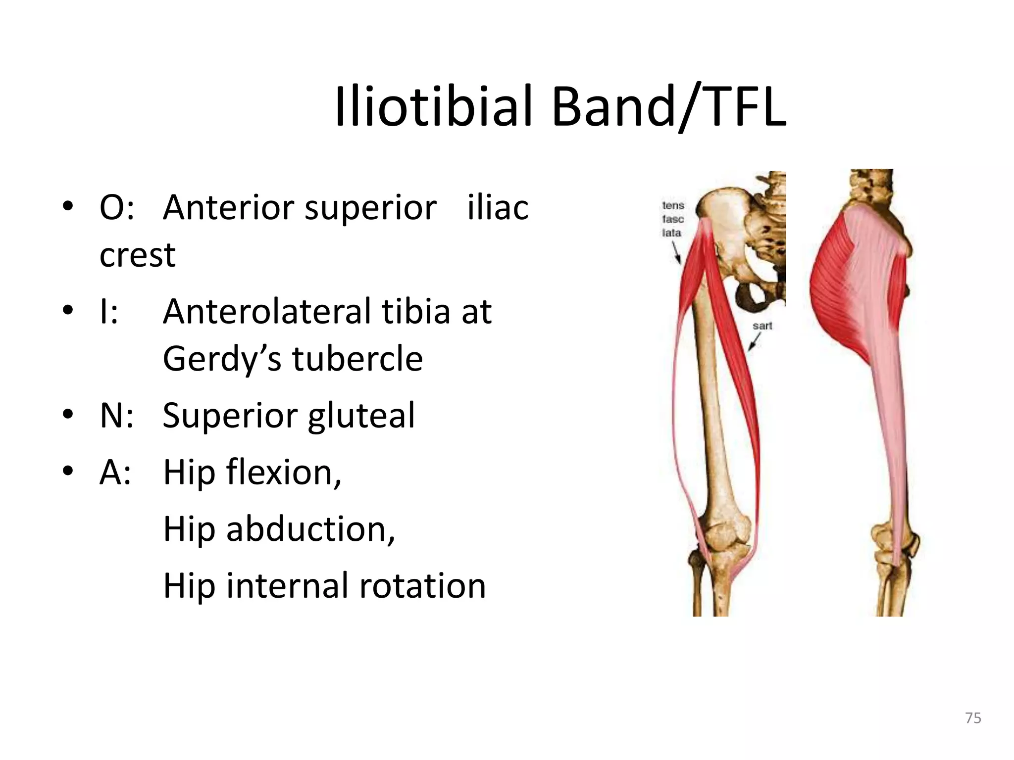 Knee Joint Anatomy | PPTX