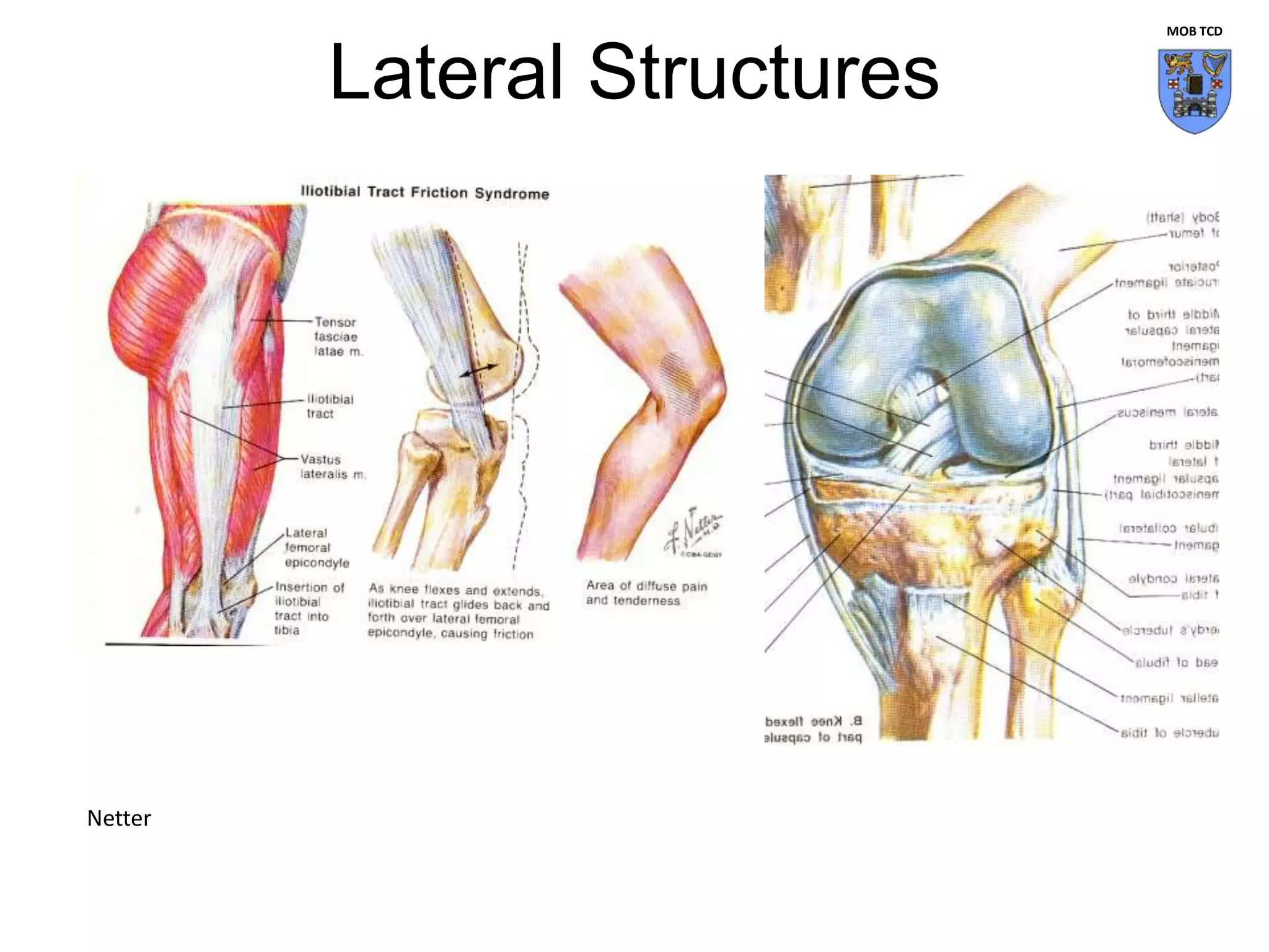 Knee Joint Anatomy | PPTX