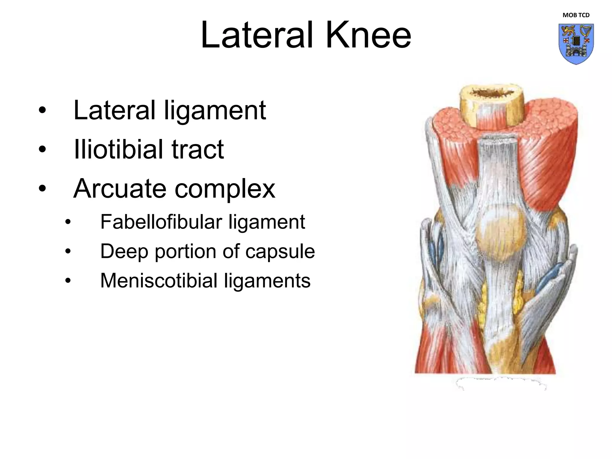Knee Joint Anatomy | PPTX