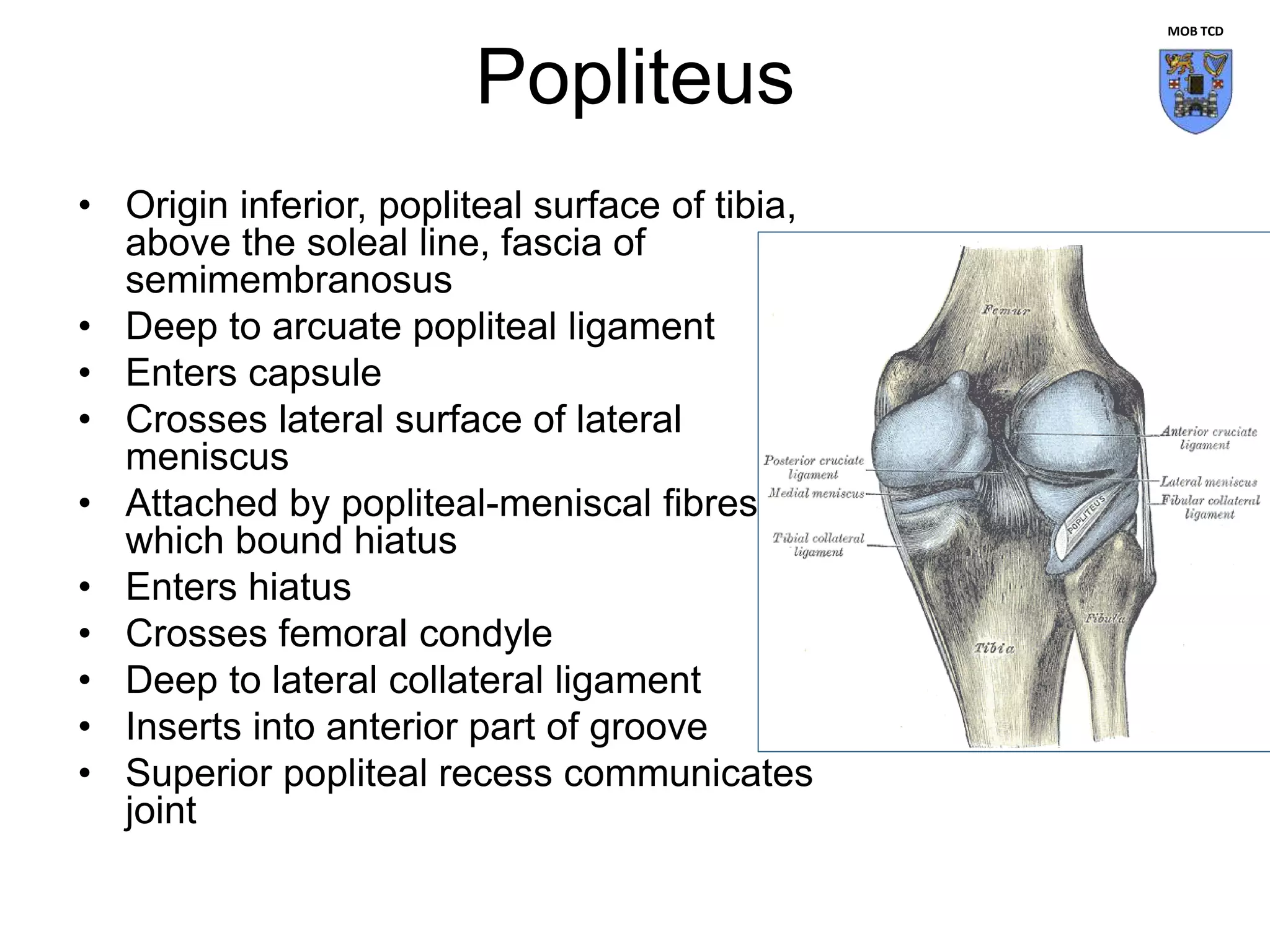 Knee Joint Anatomy | PPTX