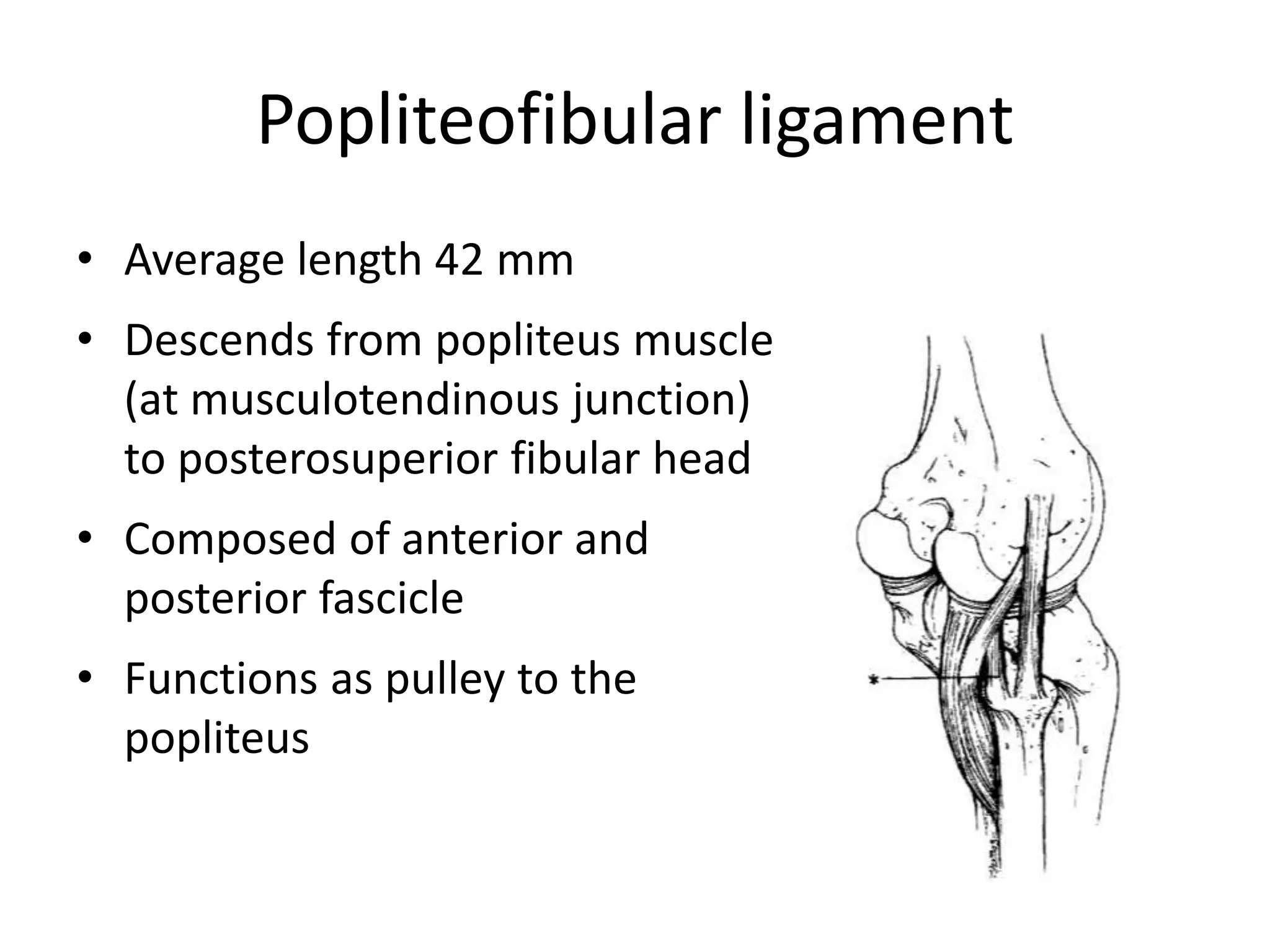 Knee Joint Anatomy | PPTX