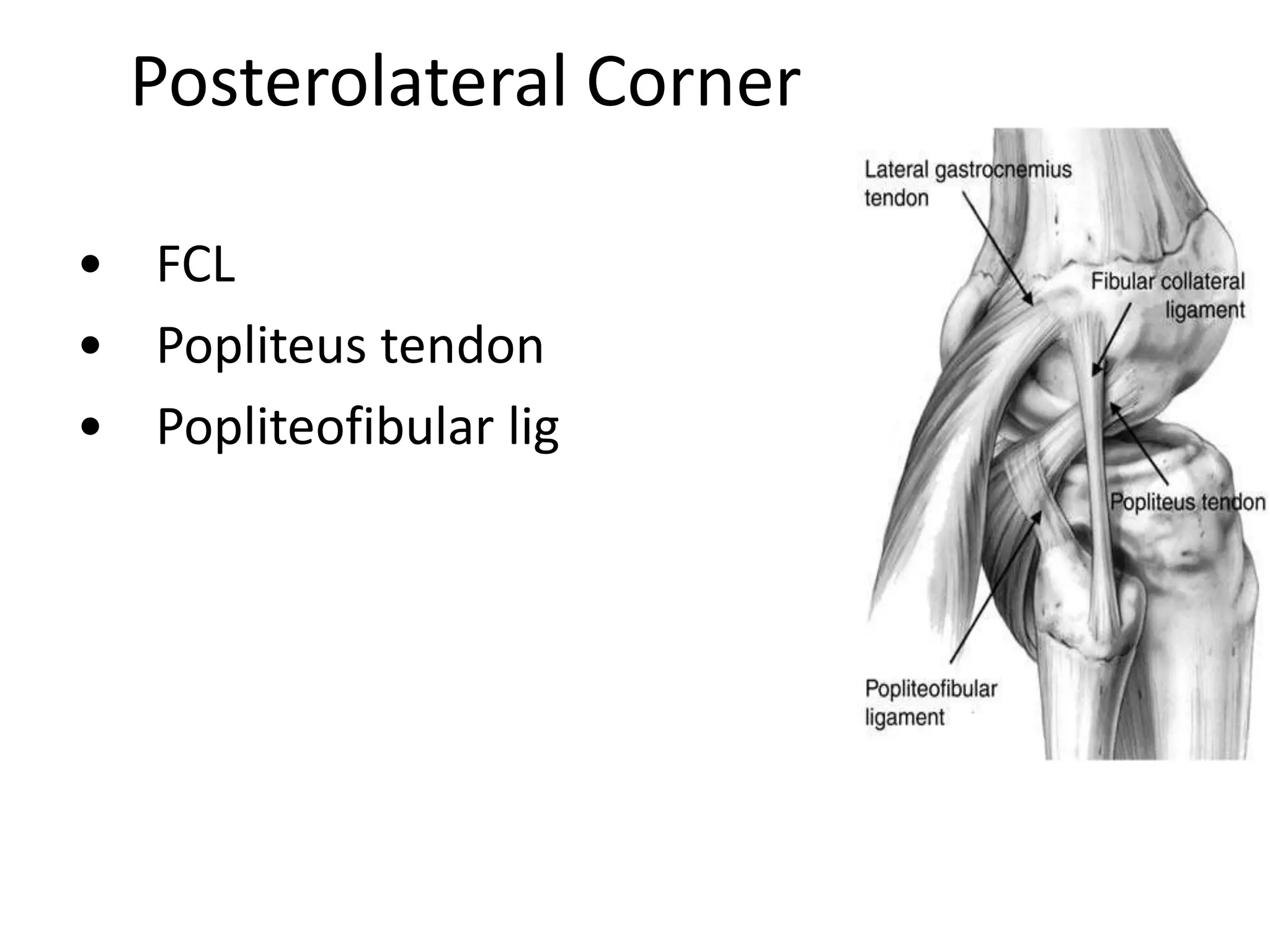 Knee Joint Anatomy | PPTX