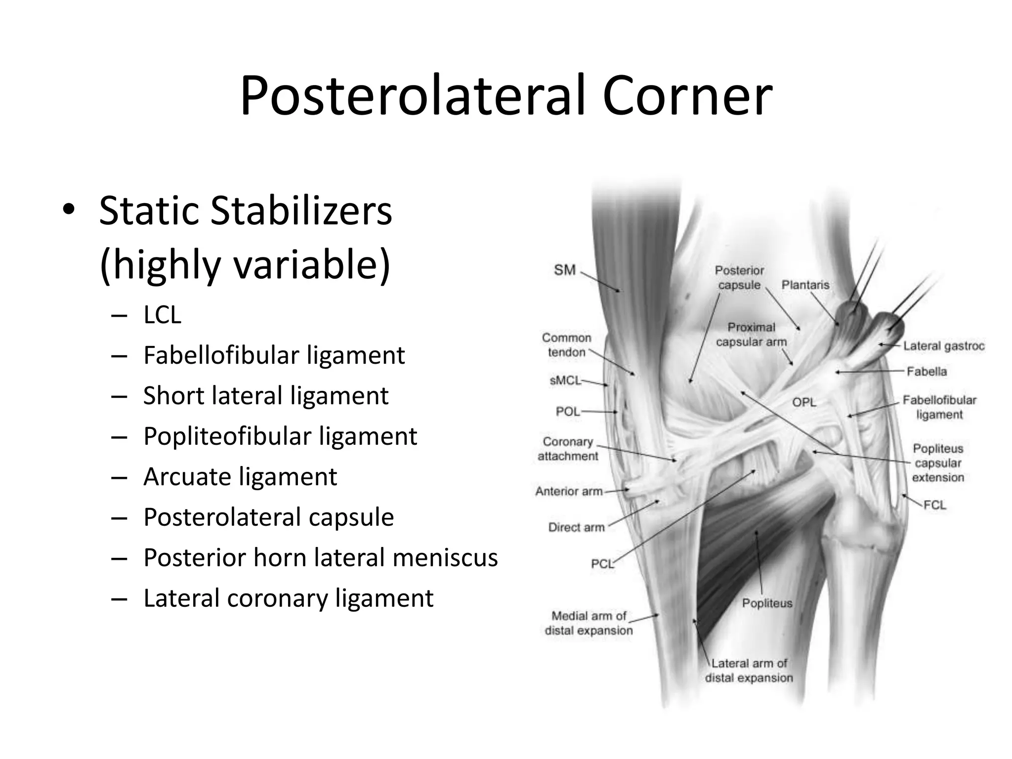 Knee Joint Anatomy | PPTX