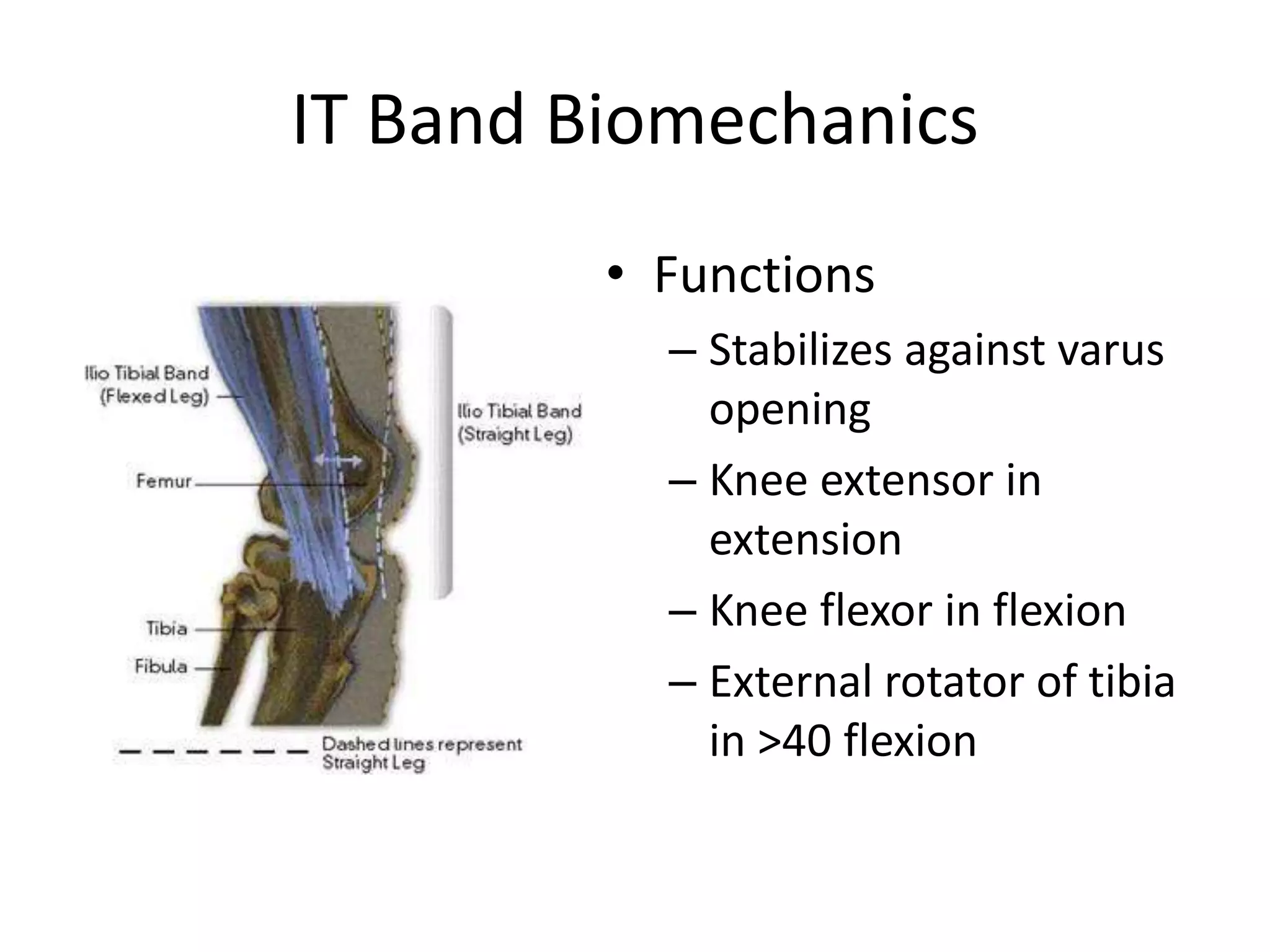 Knee Joint Anatomy | PPTX
