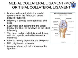 Knee Joint Anatomy | PPTX