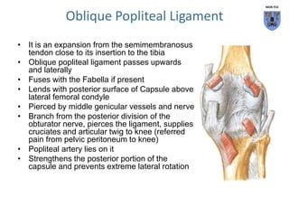 Anatomy Of Knee Joint Ppt
