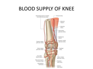Knee Joint Anatomy | PPTX