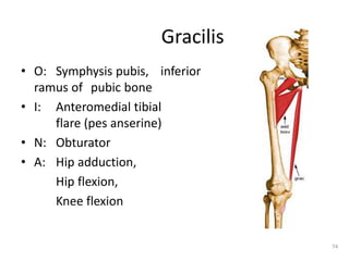 Knee Joint Anatomy | PPTX