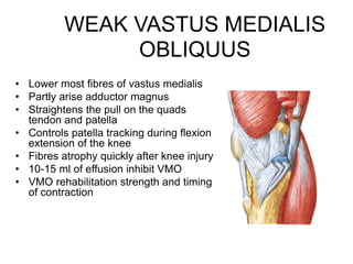 Knee Joint Anatomy | PPTX