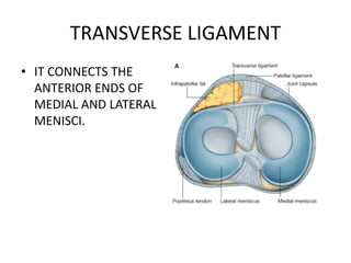 Transverse Ligament Of Knee