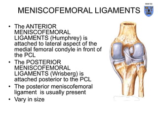 Knee Joint Anatomy | PPT