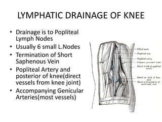 Lymph Nodes Knee