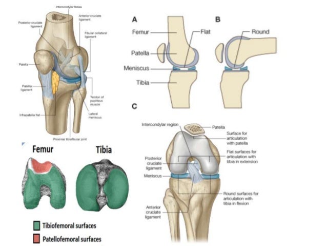 Knee Joint Anatomy