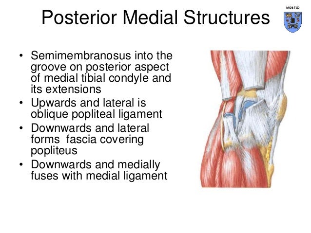 Knee Joint Anatomy