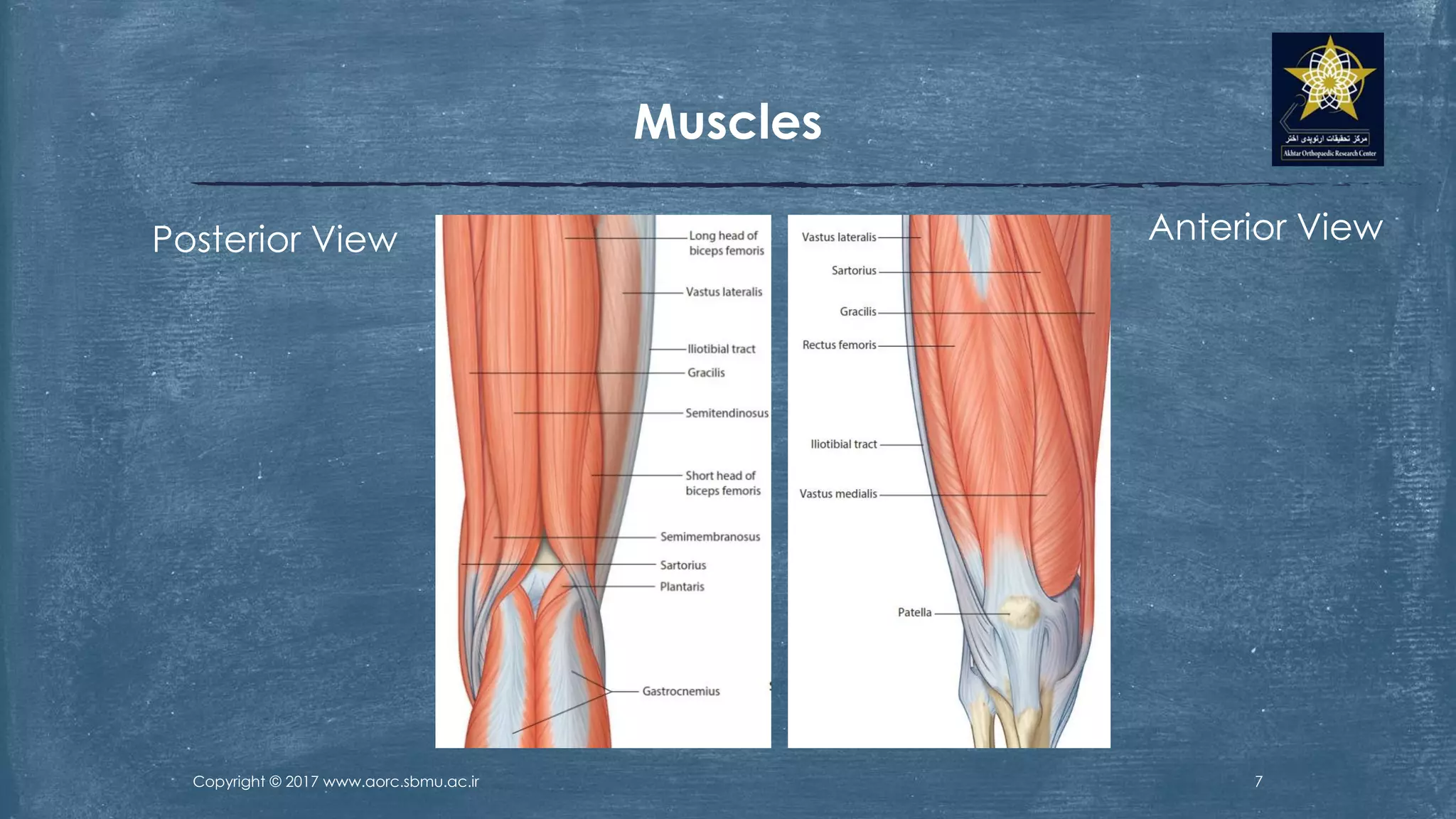 Knee anatomy | PDF