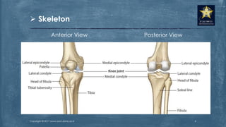 Knee anatomy | PDF
