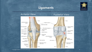 Knee anatomy | PDF