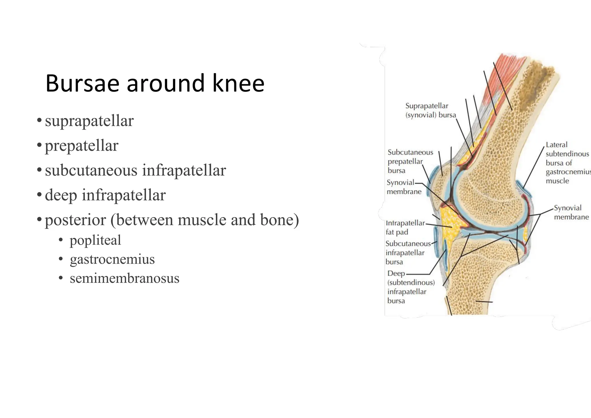 Knee anatomy and clinical tests 2024.pdf | Death, Injury, or Military ...